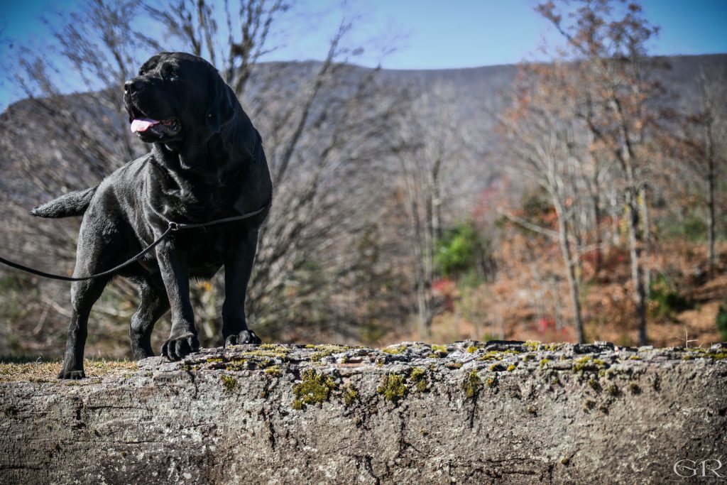 Labrador Retriever Health and Genetics